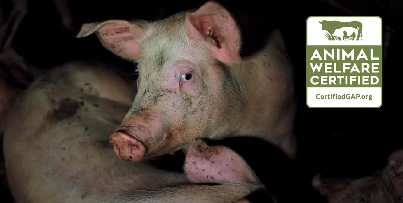 Pig Gas Chambers and the ‘Animal Welfare Certified’ Lie | PETA