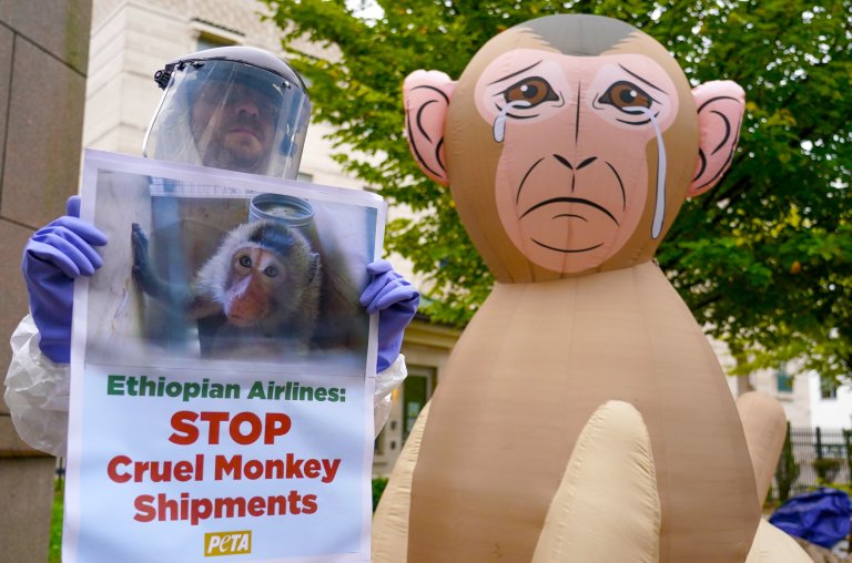 Macaques Are Under Attack! Here’s How to Fight Back | PETA