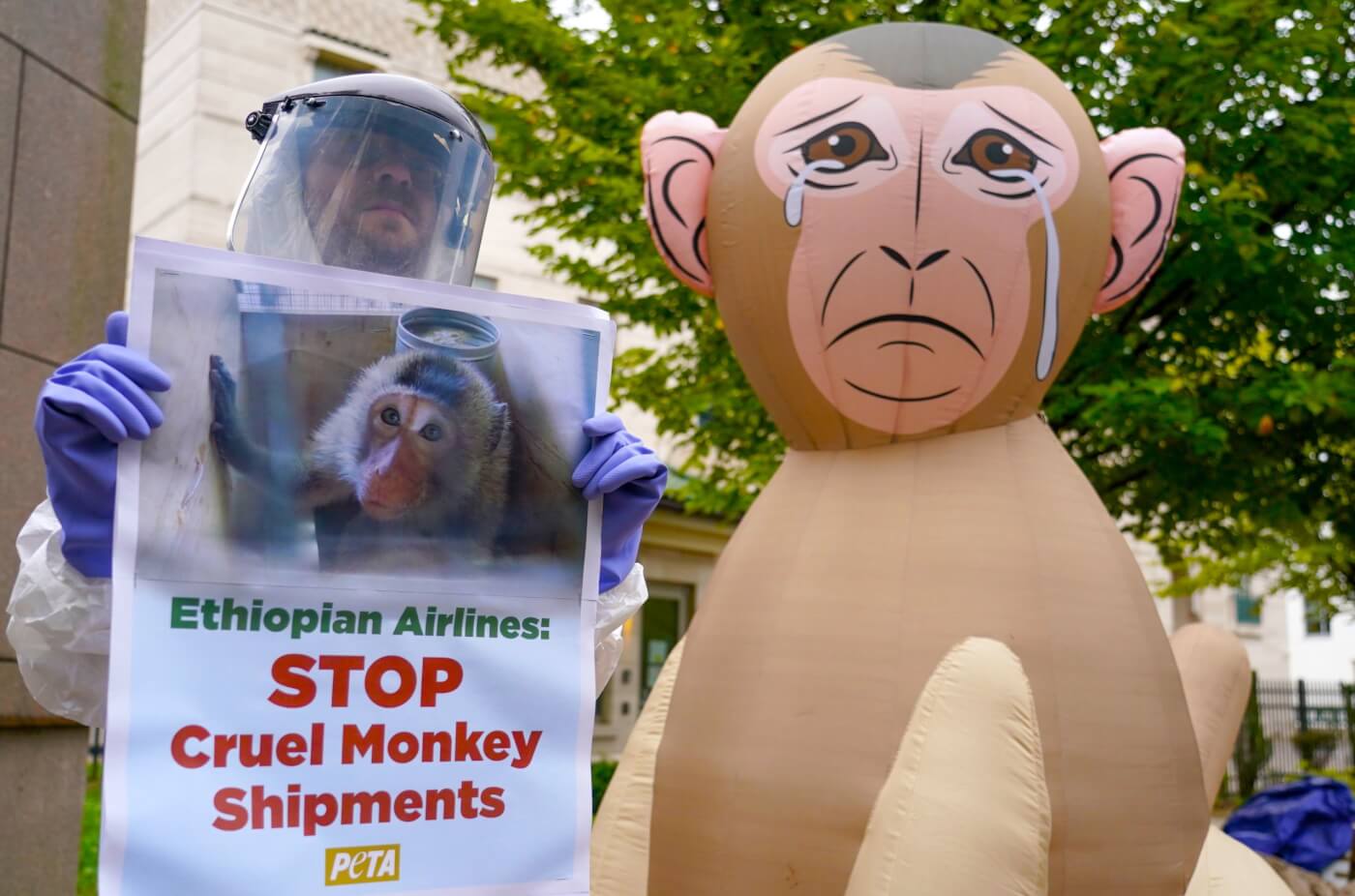 Macaques Are Under Attack! Here’s How to Fight Back | PETA