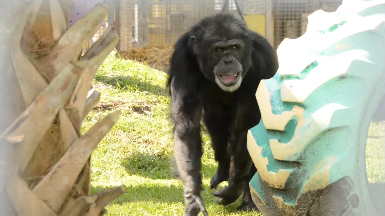 Beyond ‘Chimp Crazy’: The PETA Foundation’s Legal Battles | Blog