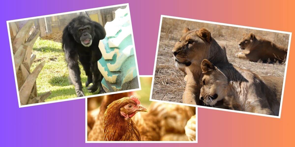 Beyond ‘Chimp Crazy’: The PETA Foundation’s Legal Battles | Blog
