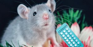 Rats on the Pill? NYC Pilots Humane Rat Regulation | PETA