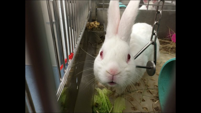 Viral Experiments on Animals Highlight a Cruelty Epidemic in Tax-Funded ...