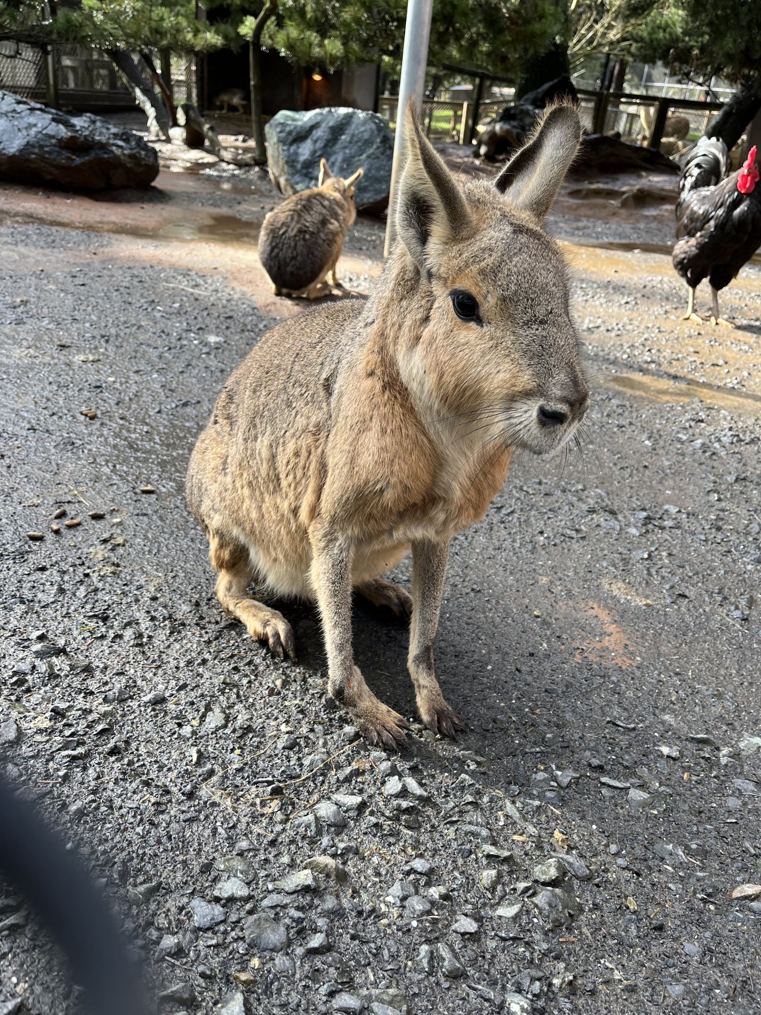 Animal Suffering at West Coast Game Park Safari | PETA