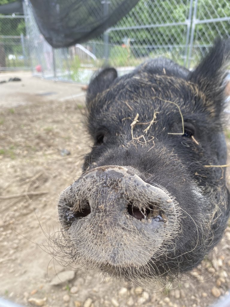 5 Ways We Helped Animals This Summer | PETA