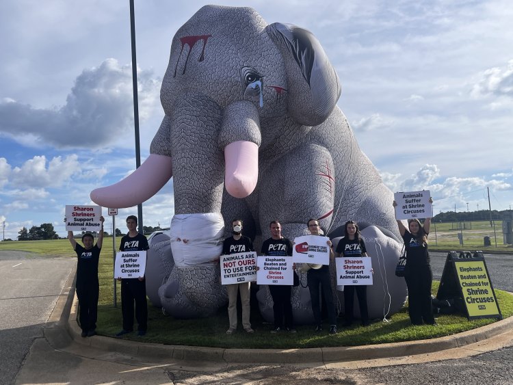 What Does PETA Do to Help Animals in Shrine Circuses? | Blog