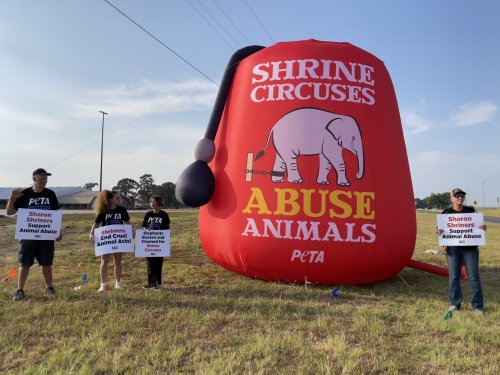 What Does PETA Do to Help Animals in Shrine Circuses? | Blog
