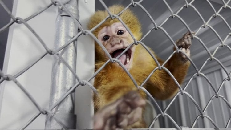 Where ‘Chimp Crazy’ Left Off: Union Ridge Wildlife Center | PETA