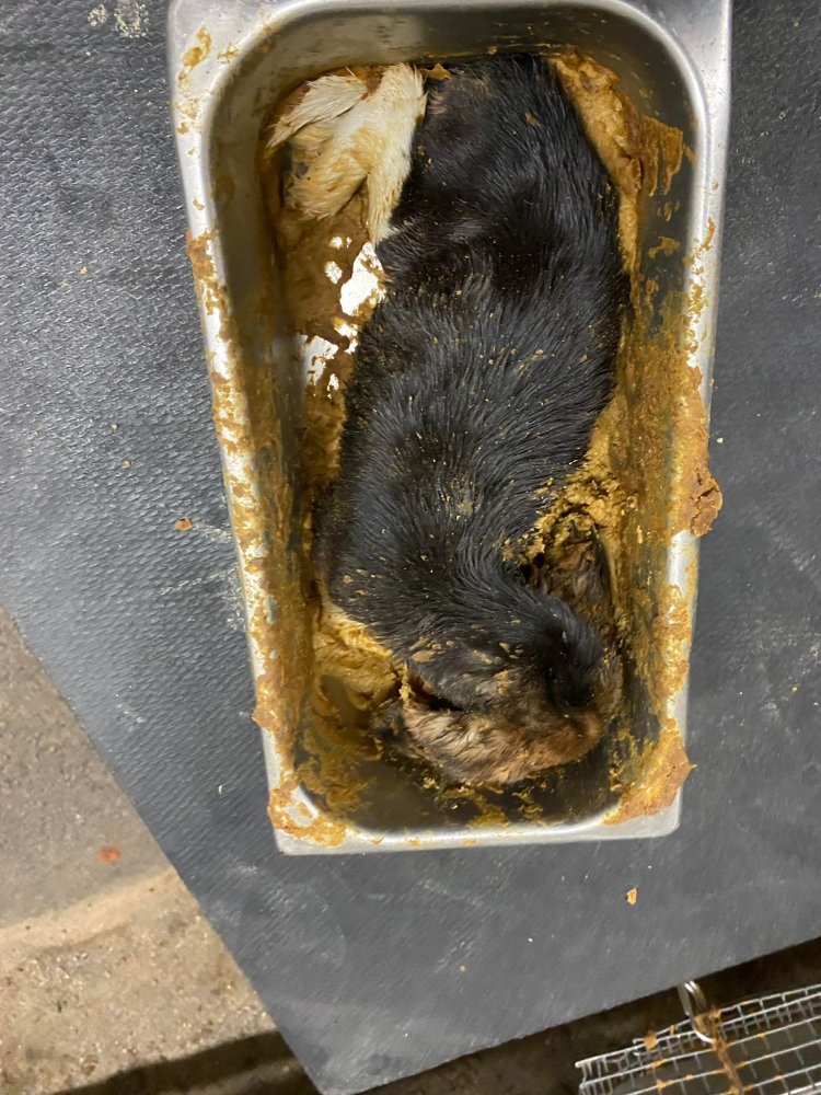 Beagle Factory Farm Keeps Dogs in Feces-Filled Cages: Video Offers Rare ...