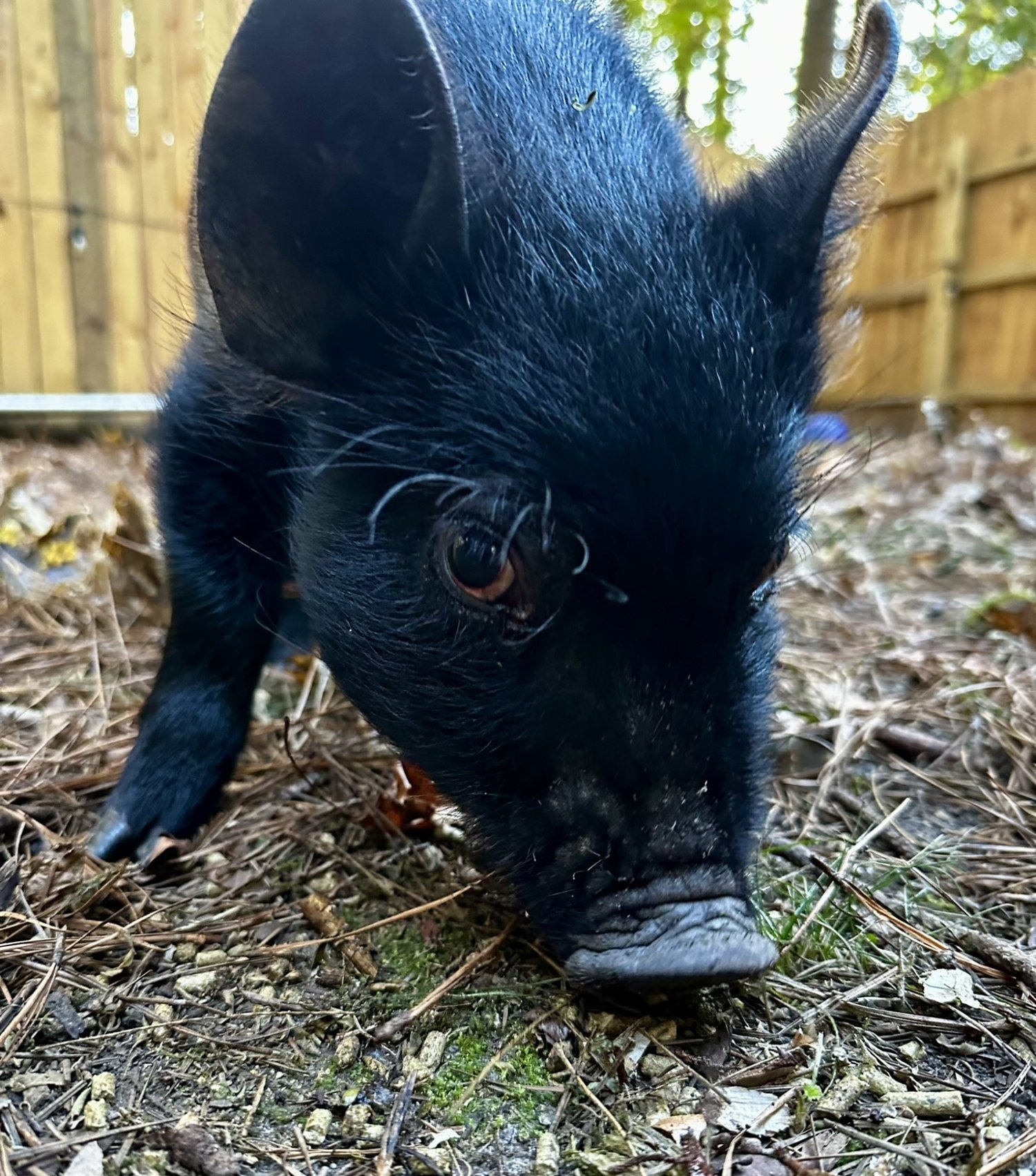 Looking for the Perfect Pig Pal? Use Your Noodle—Adopt This One! | PETA