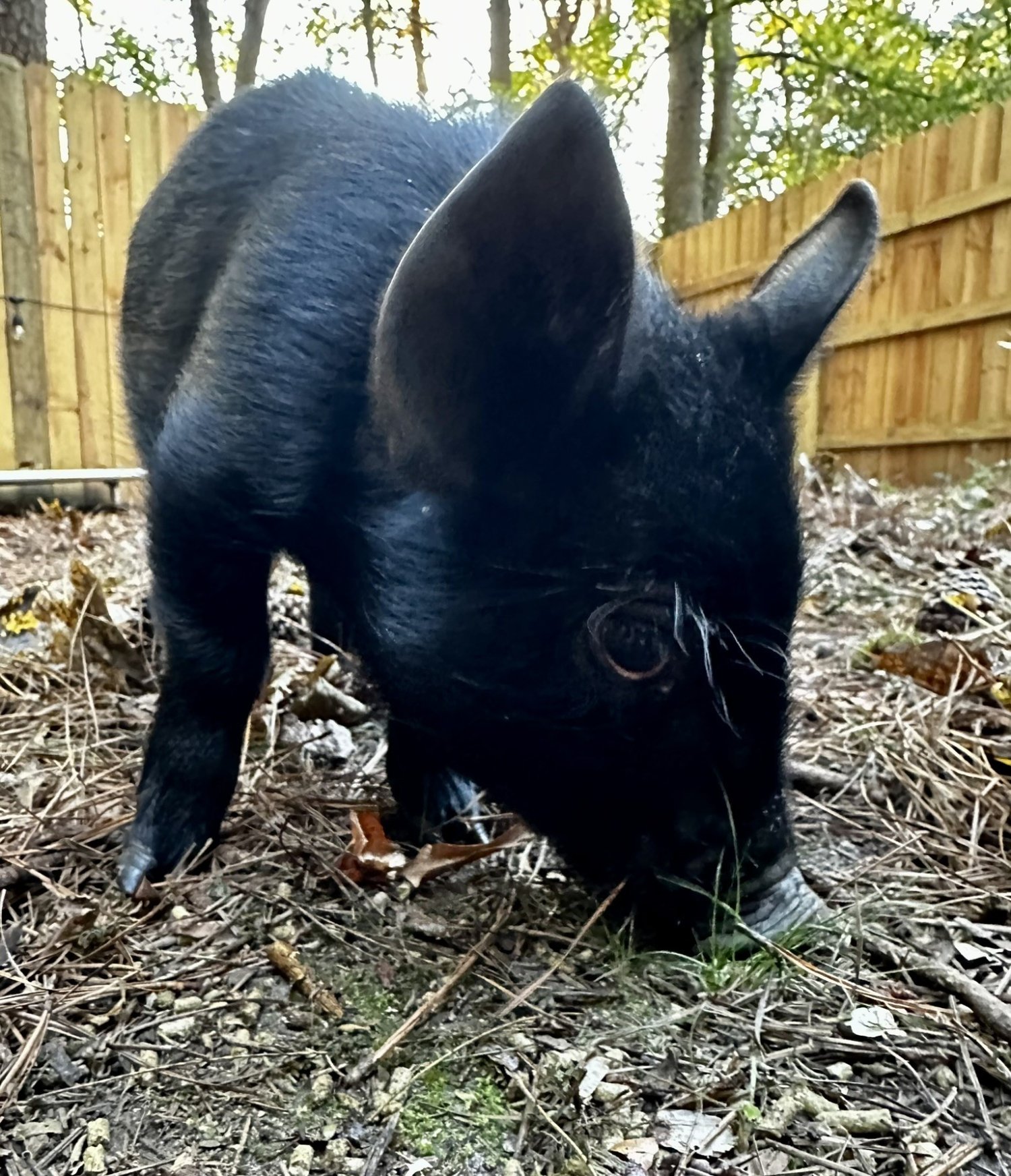 Looking for the Perfect Pig Pal? Use Your Noodle—Adopt This One! | PETA