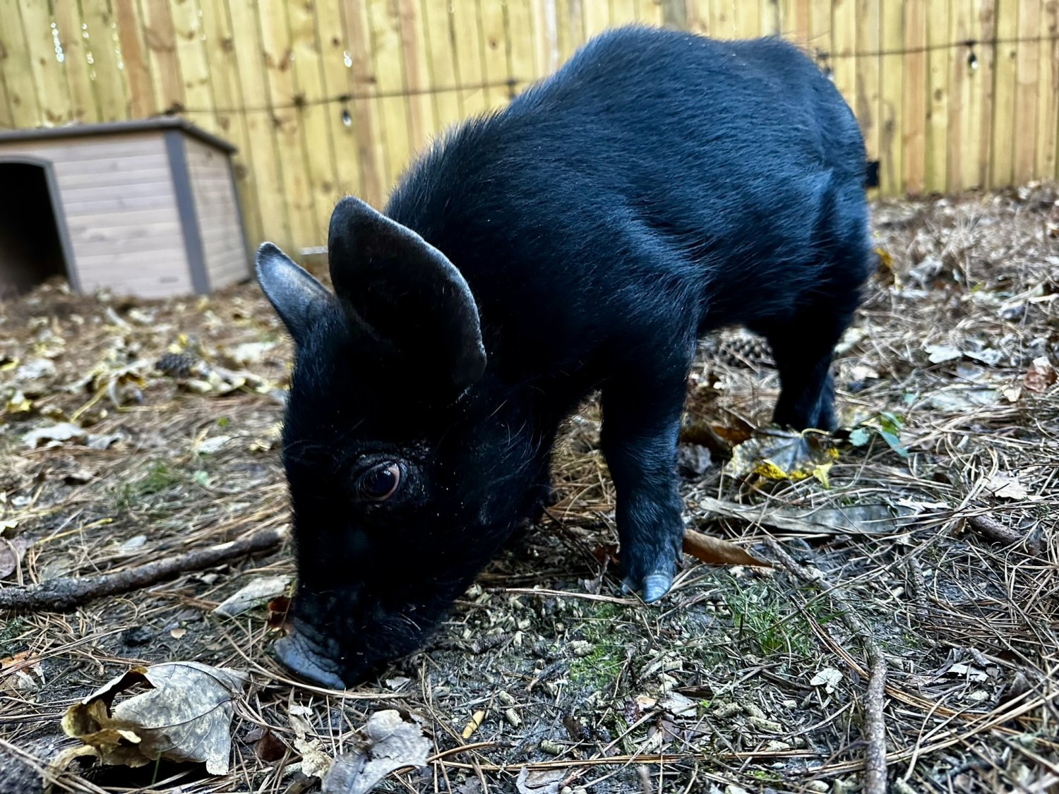 Looking for the Perfect Pig Pal? Use Your Noodle—Adopt This One! | PETA