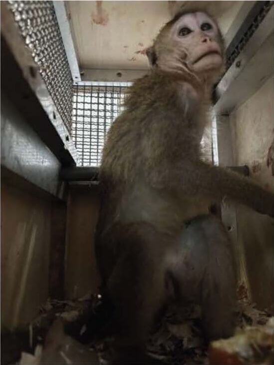 Macaques Are Under Attack! Here’s How to Fight Back | PETA