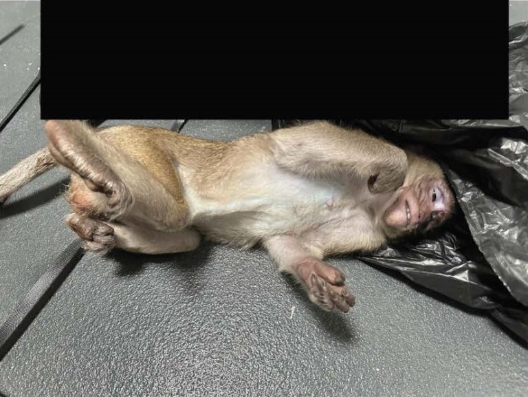 Blood, Feces, and Death: Photos Reveal Grim Reality for Monkeys ...