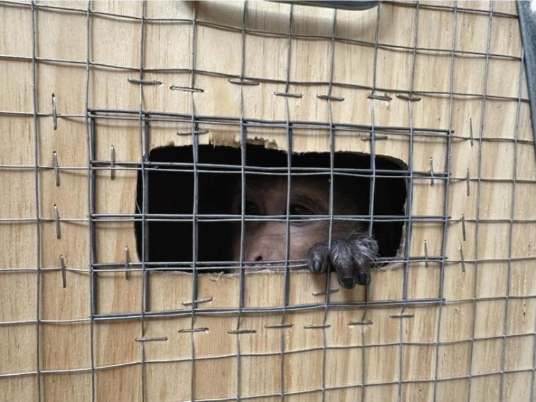 Macaques Are Under Attack! Here’s How to Fight Back | PETA
