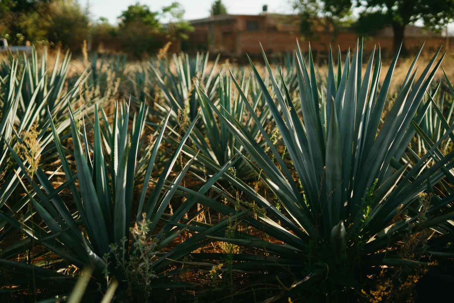 Is Agave Vegan? What You Need to Know | PETA
