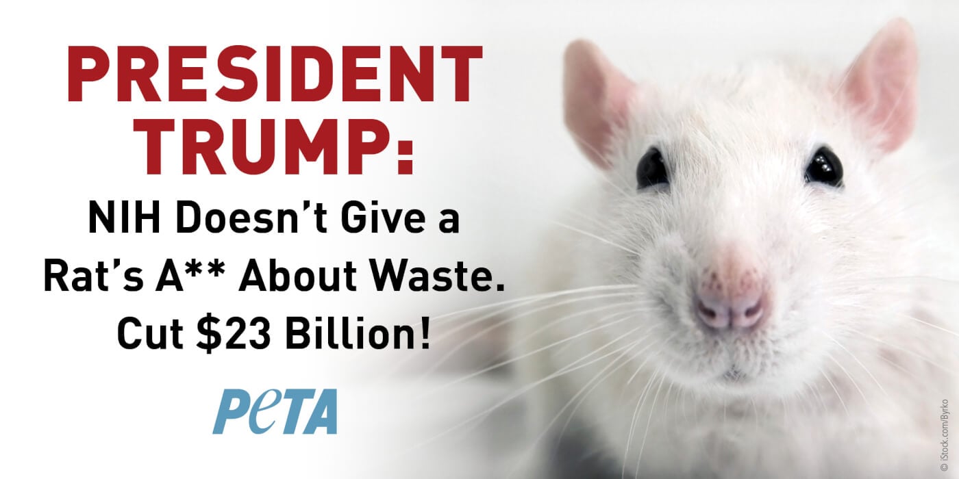 PETA to President Trump: NIH Doesn’t Give a Rat’s A** About Waste—Cut ...