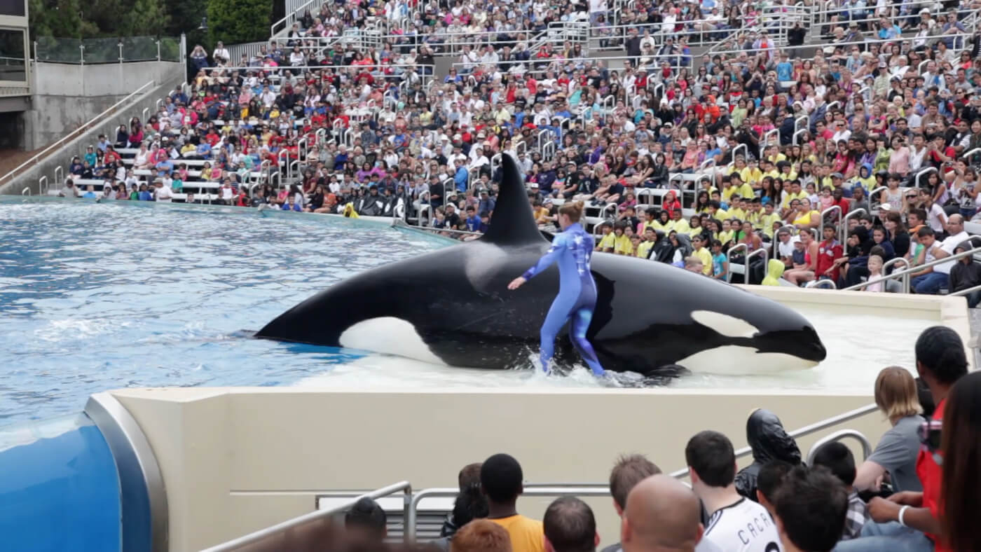 PETA to Kick-Off 150-Mile Run to Demand Orca’s Release from SeaWorld | PETA