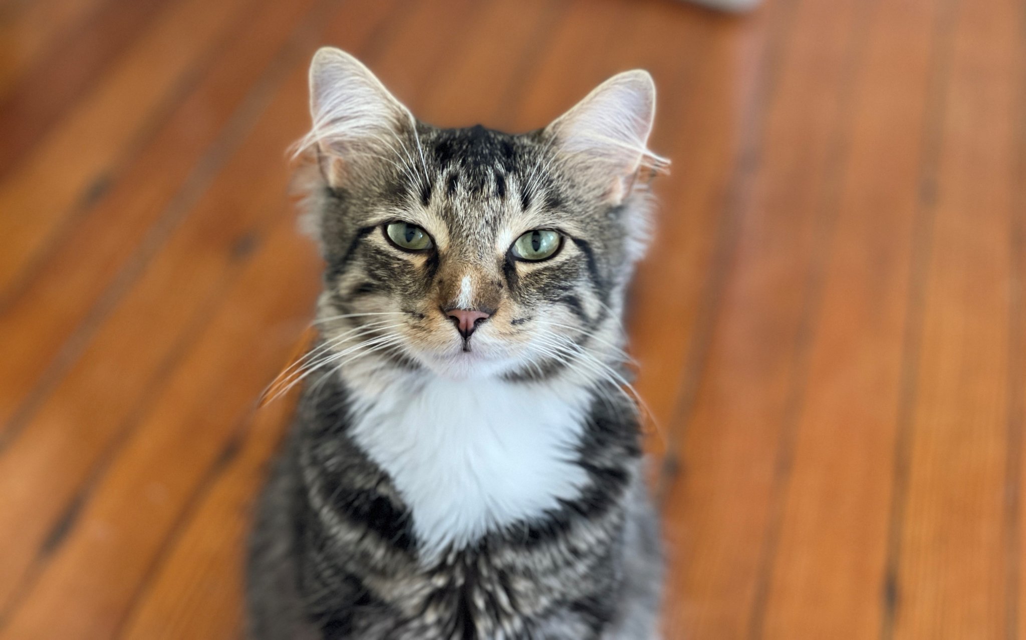 10+ Animals PETA Rescued in 2024: Where Are They Now? | PETA