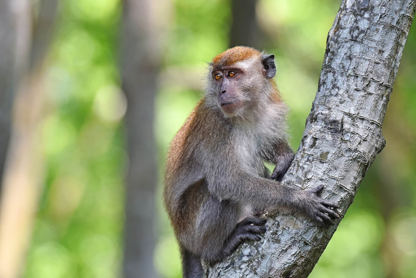 Whistleblower Report: Dead Monkeys, Severed Tongues at Alpha Genesis ...