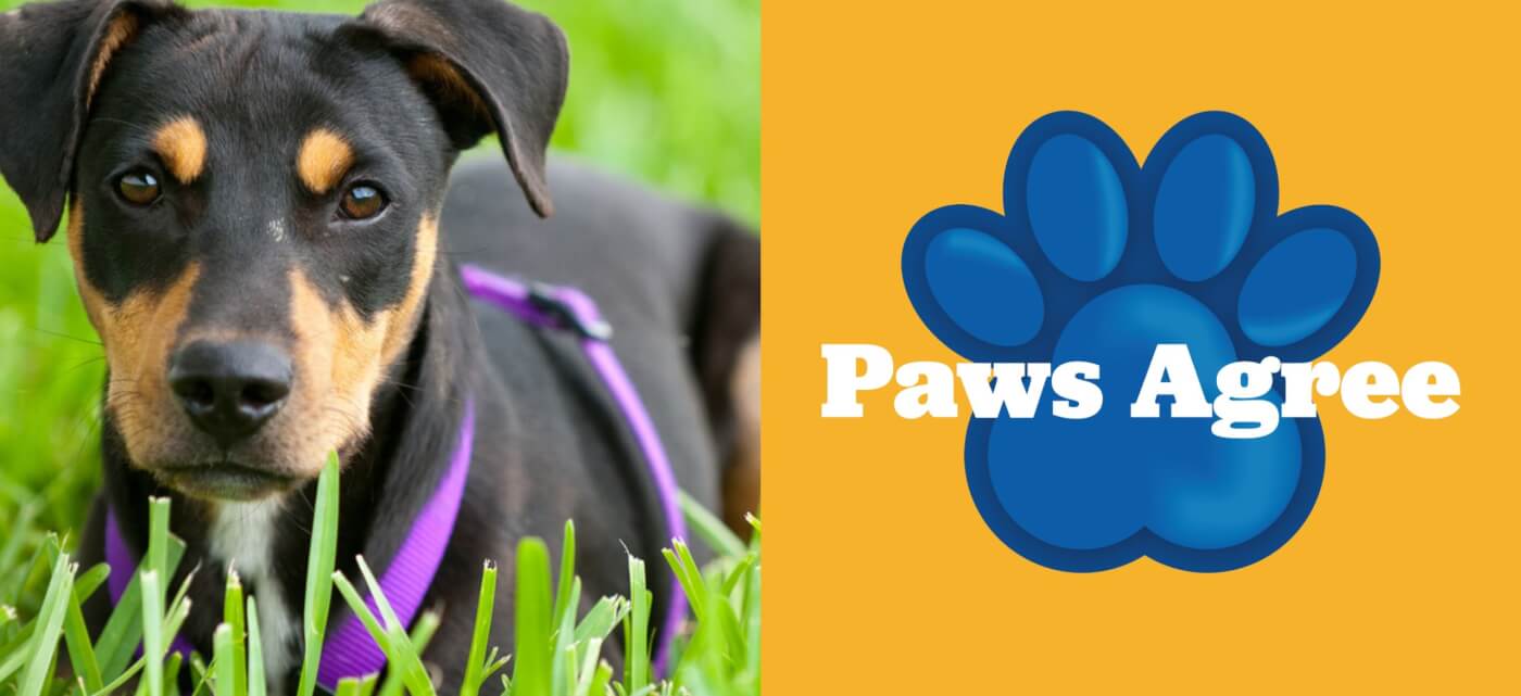 From ‘Pedigree’ to ‘Paws Agree’: Will Dog Food Company Eat Up PETA’s ...