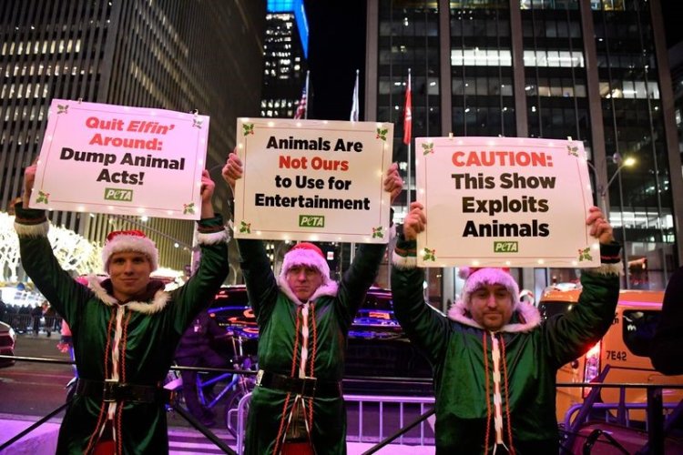 Baldwin-Backed, PETA ‘Elves’ Set Out to Decry Radio City’s Live-Animal ...