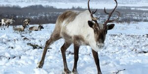 Top 12 Reindeer Facts! | PETA