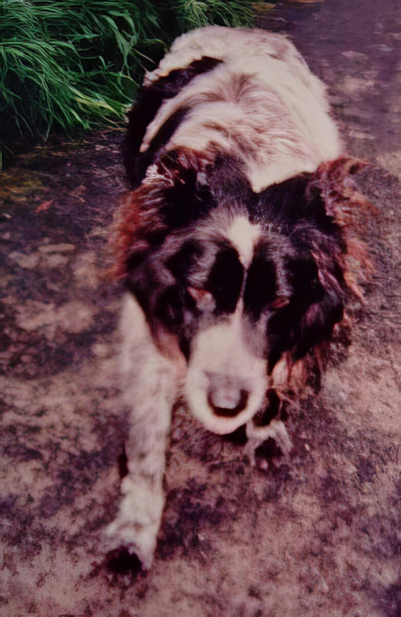 PETA Executive Vice President Tracy Reiman Tackles Your Tough Questions ...