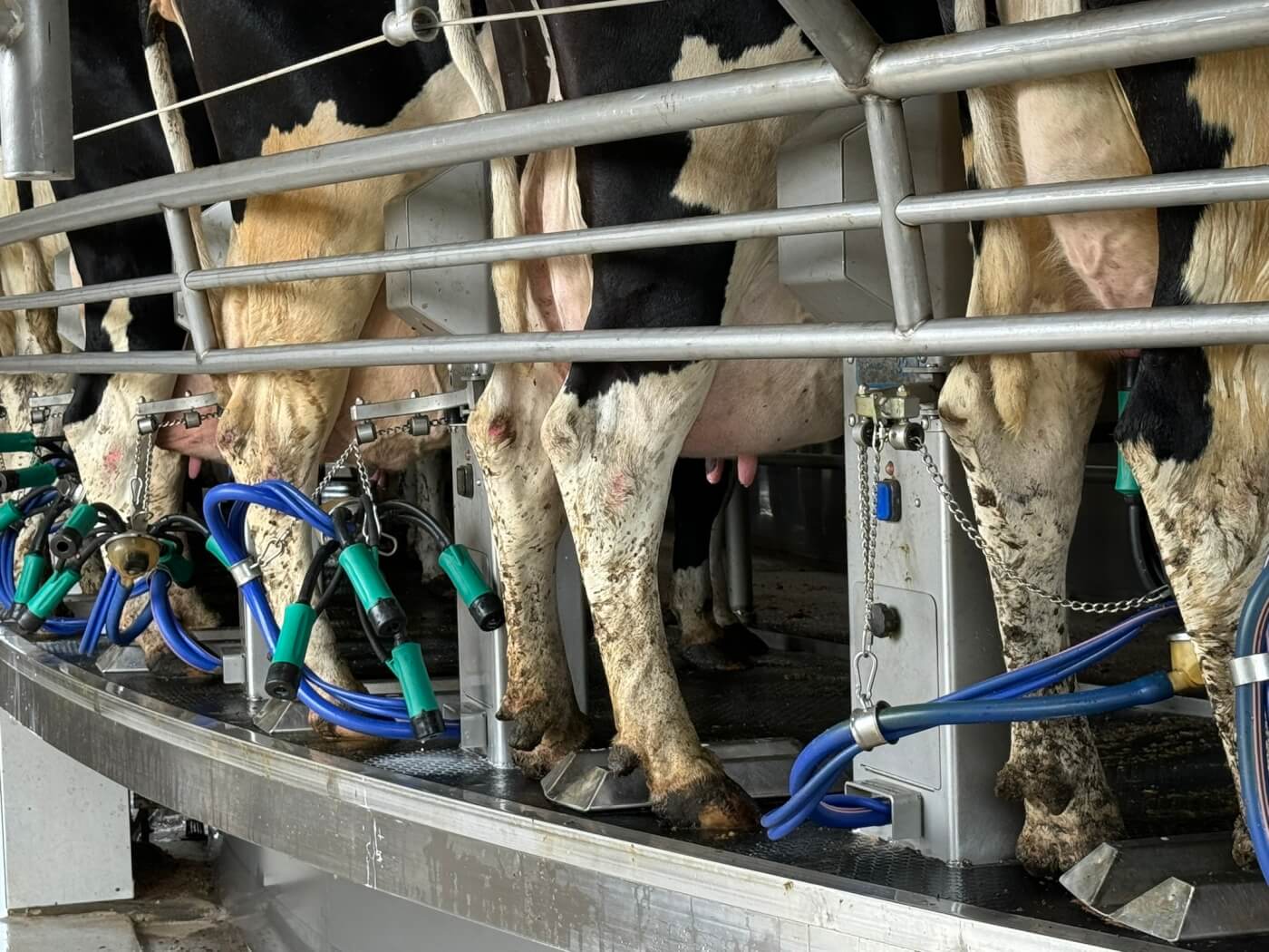 DIRTY DAIRY! Visit This ‘Modern’ Farm Where Mother Cows Are Treated as ...