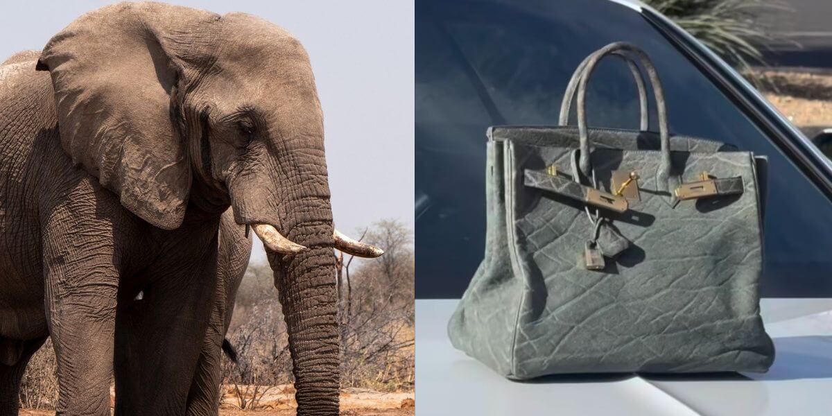 Does Hermès Sell Elephant Leather Birkin Bags? | PETA
