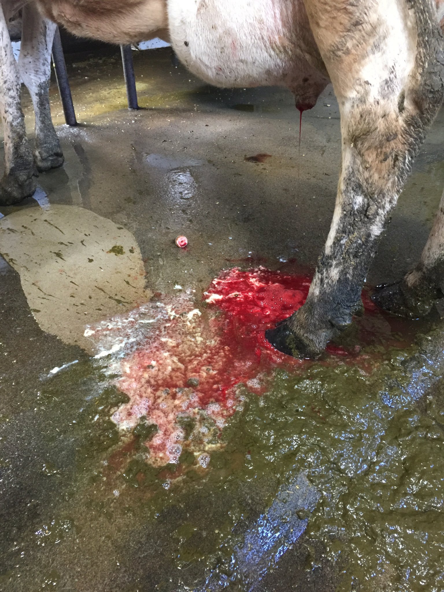VIDEO: Cows Abused for Milk at Alexandre Family Farm | PETA
