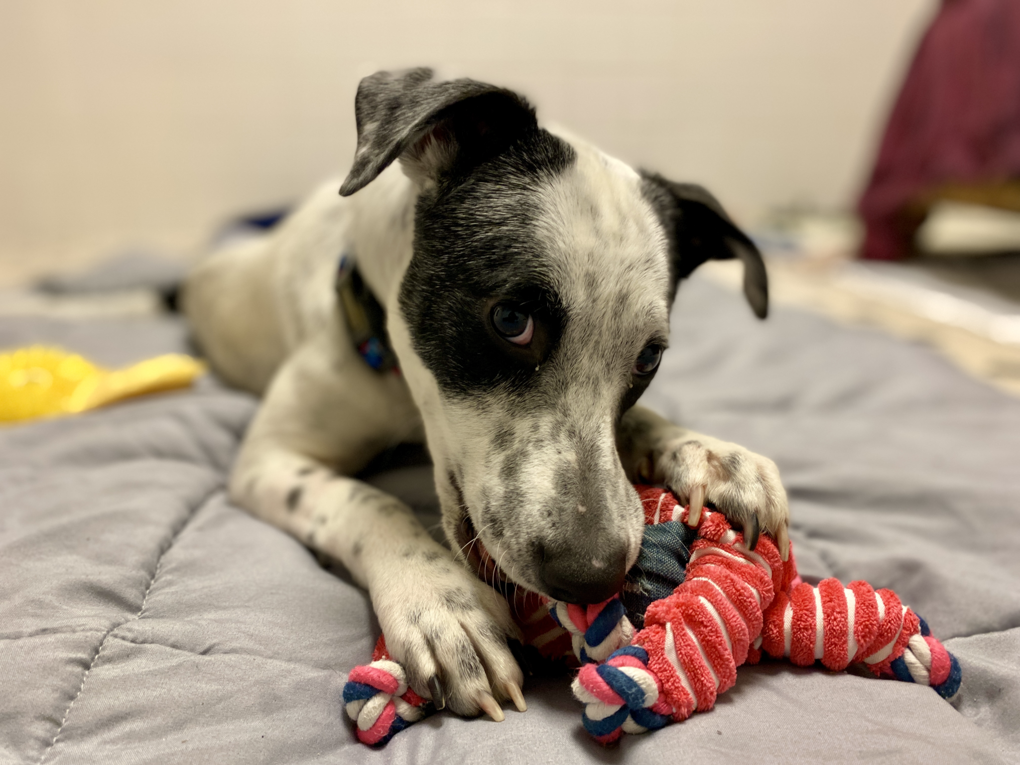 Adoptable Minnie’s Looking for the Perfect House of Mouse—Er, Dog | PETA