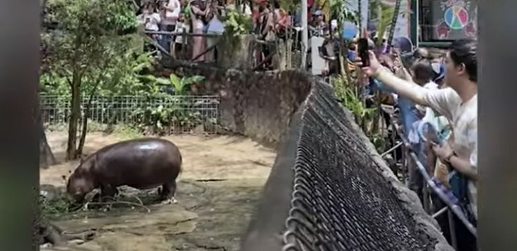 How This Zoo Doomed Pygmy Hippo Moo Deng | PETA