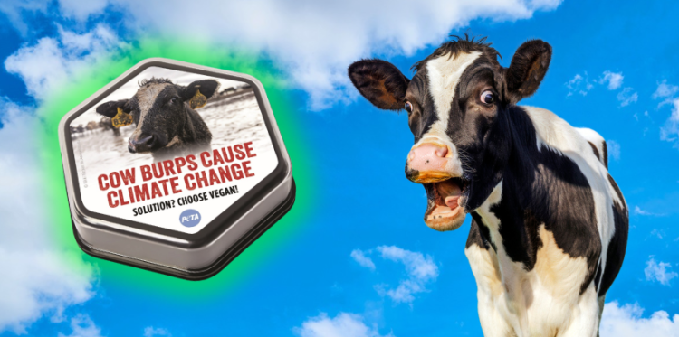 Bovine Burps Cause Climate Change! | PETA