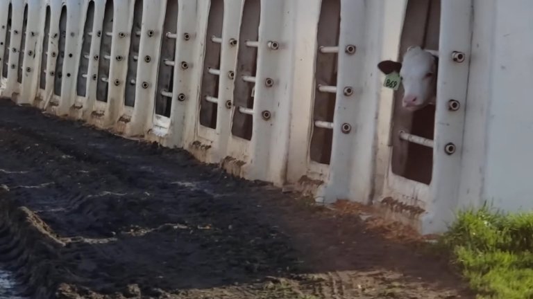 VIDEO: Cows Abused for Milk at Alexandre Family Farm | PETA