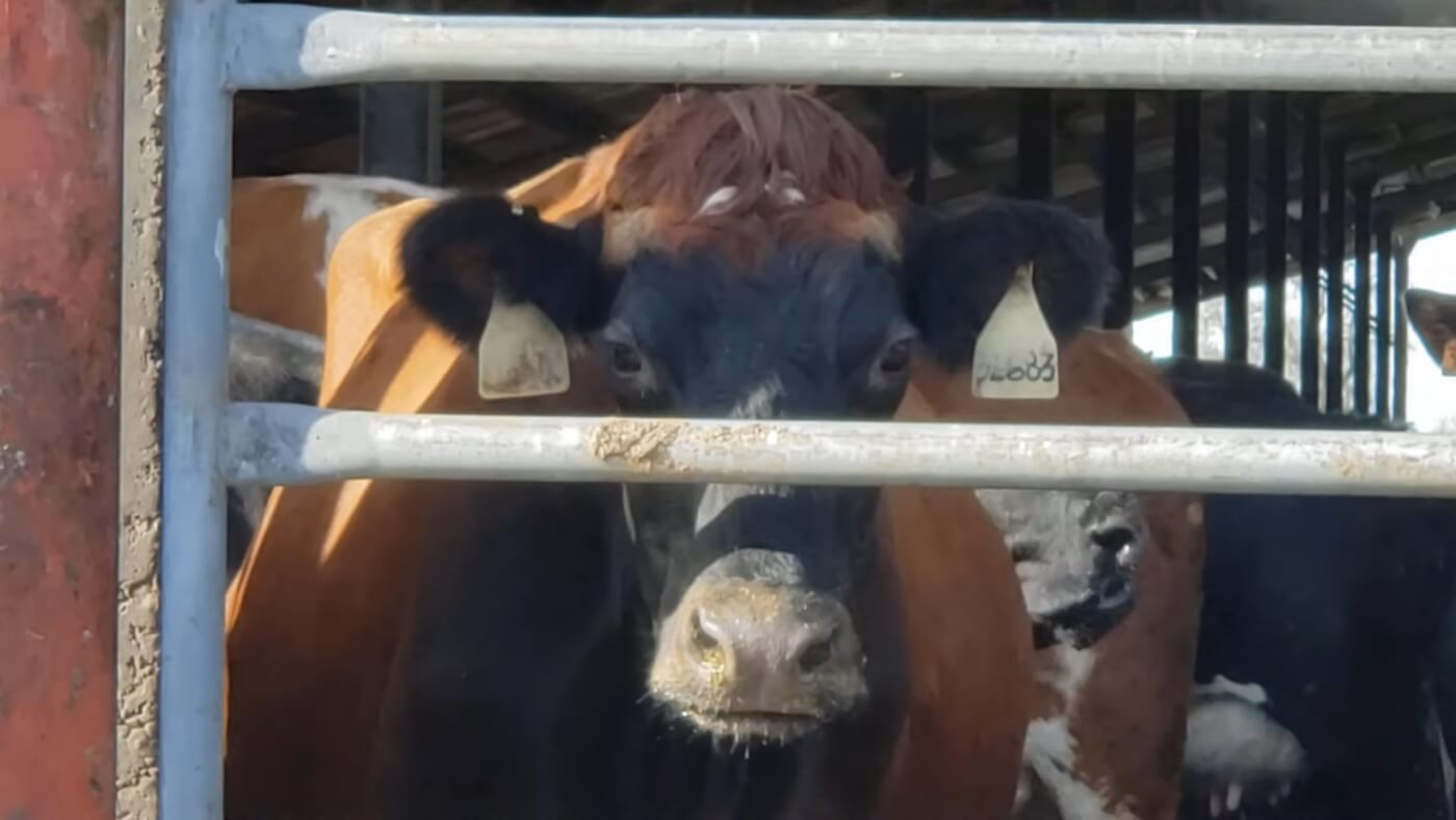 VIDEO: Cows Abused for Milk at Alexandre Family Farm | PETA