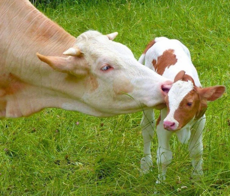 Are Humans Designed to Eat Meat? | PETA