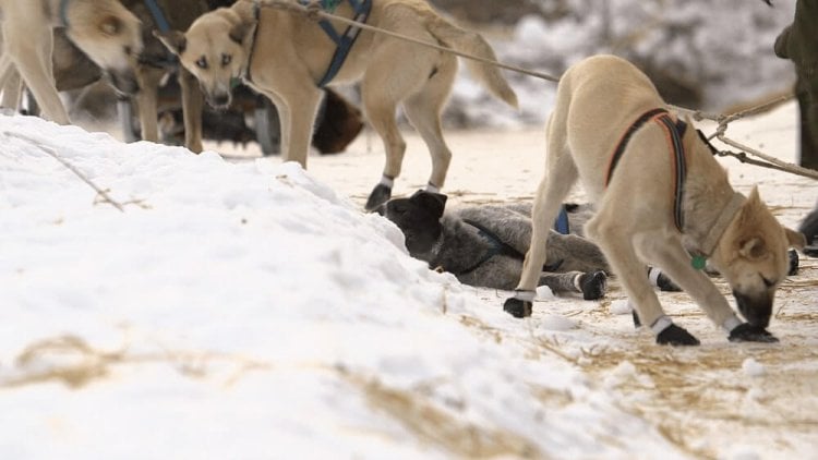 5 Bone-Chilling Findings From a New Dog-Sled Racing Report | PETA