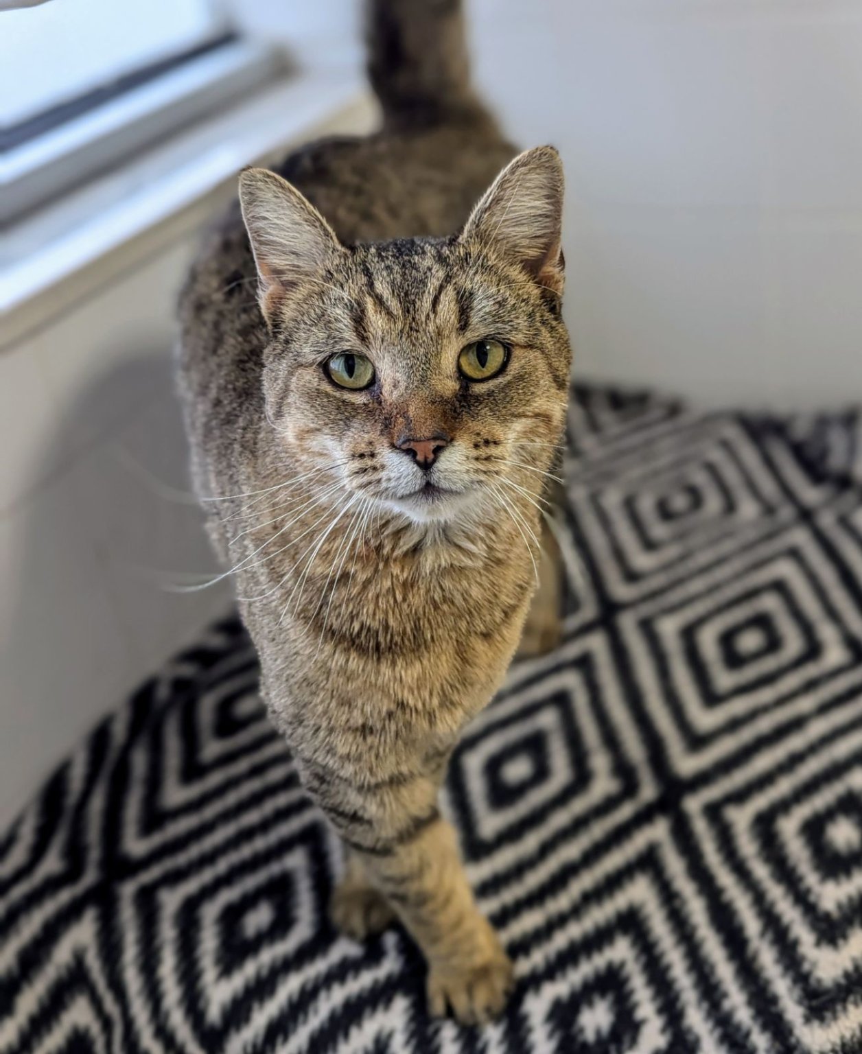 Kevin G.—This Adoptable Cat Is Pretty Grool! | PETA