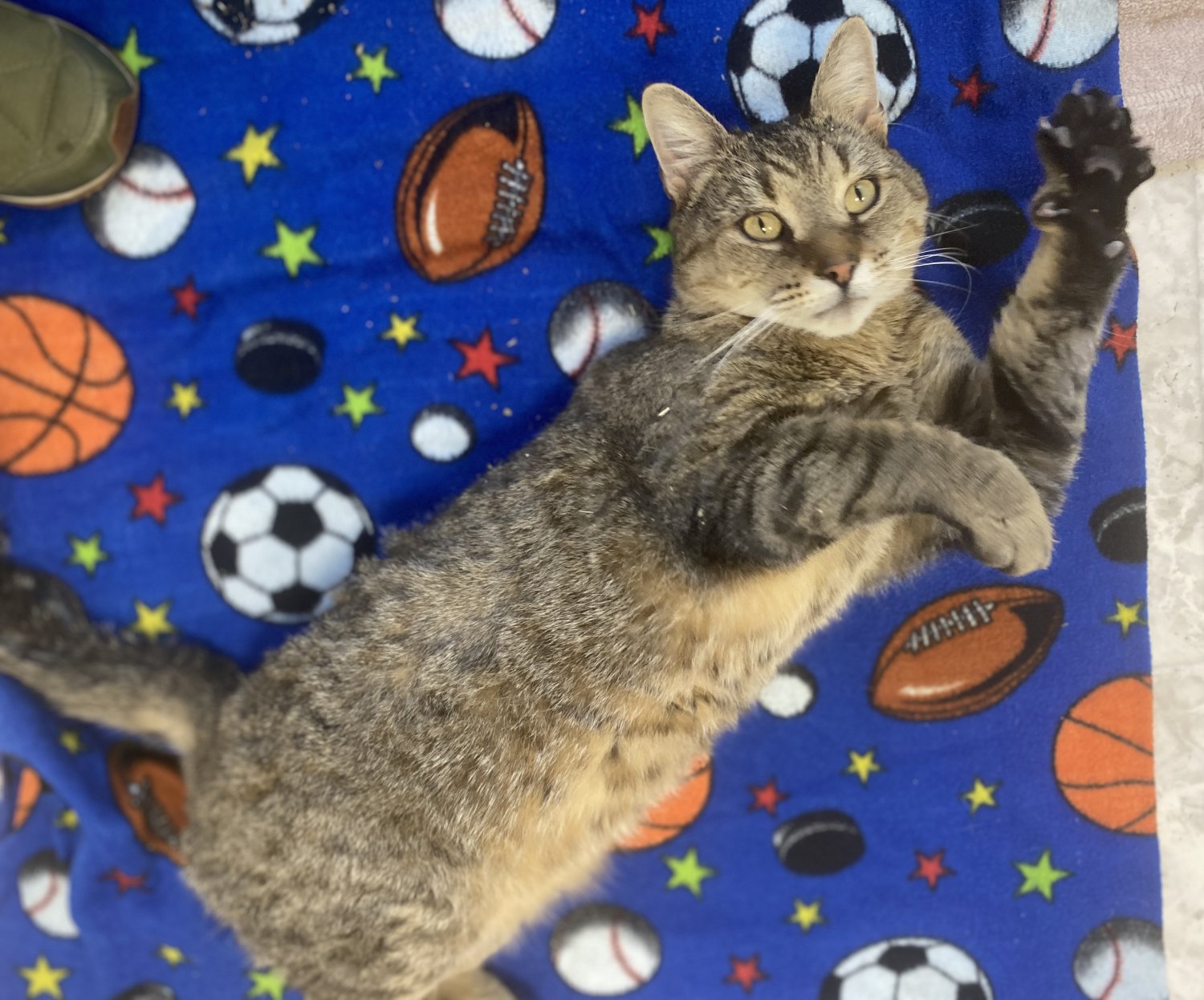 Kevin G.—This Adoptable Cat Is Pretty Grool! | PETA