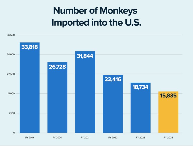 GREAT NEWS! PETA Helped SLASH Monkey Imports by More Than 50% | PETA