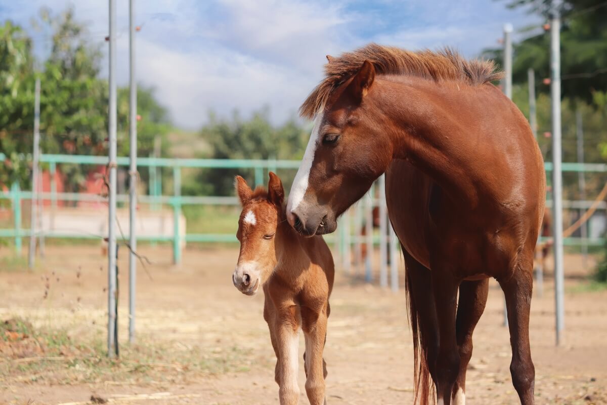 PETA Saves Tigger and Grace and Hundreds More Horses | PETA