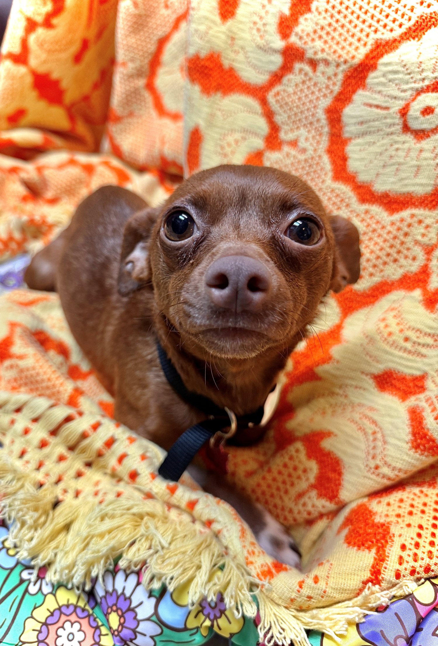 Fall ‘Crazy in Love’ With This Once-Chained Chihuahua | PETA