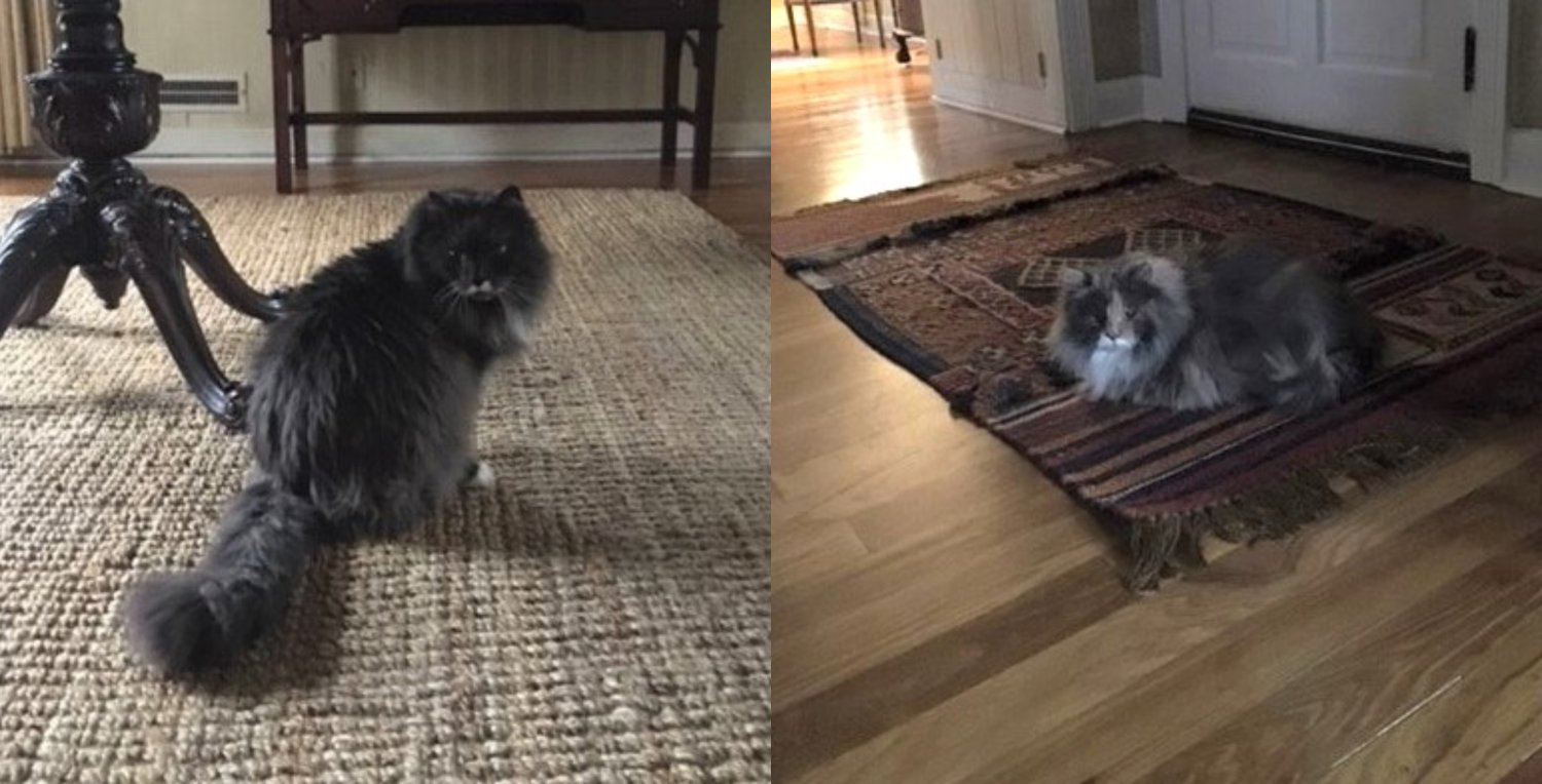 Remembering a PETA Legend and a Legend for Animal Rights: Alisa Mullins ...