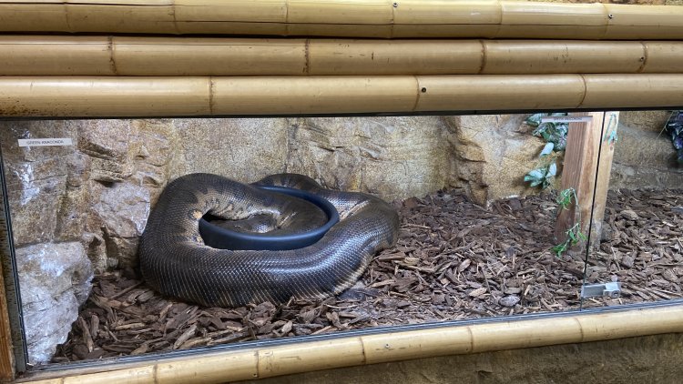 Silent Suffering: 5 Ways Roadside Zoos Fail Snakes | PETA