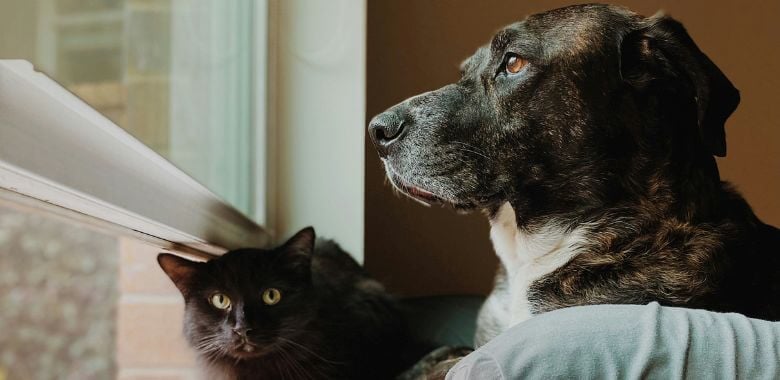 Vet Tech Reveals Household Items Toxic to Dogs and Cats | PETA