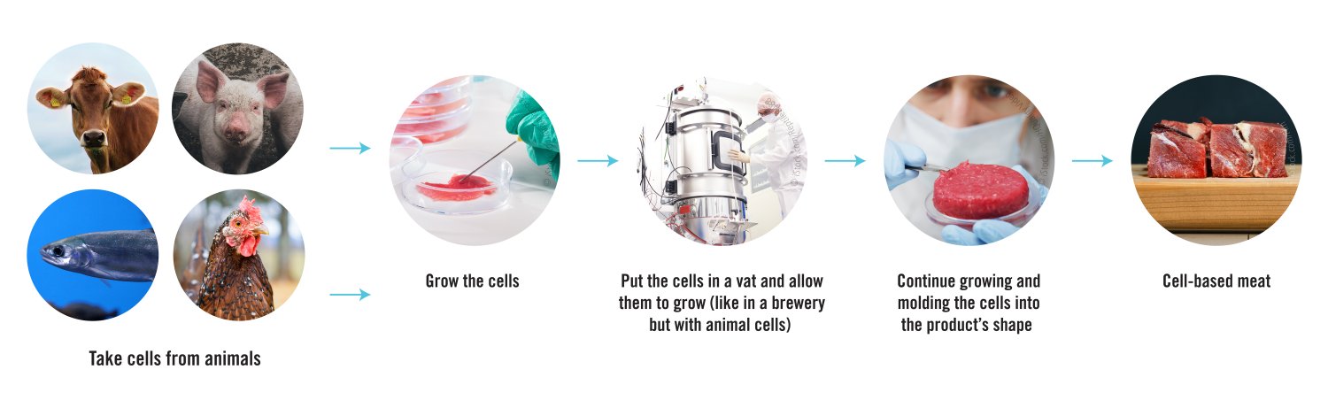 Is Lab-Grown Meat Tested on Animals? | PETA