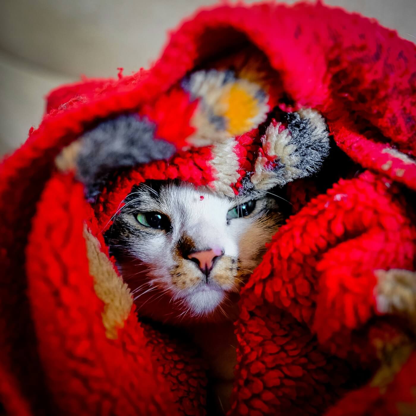 Bird Flu in Cats: How to Protect Cats From H5N1 Influenza | PETA