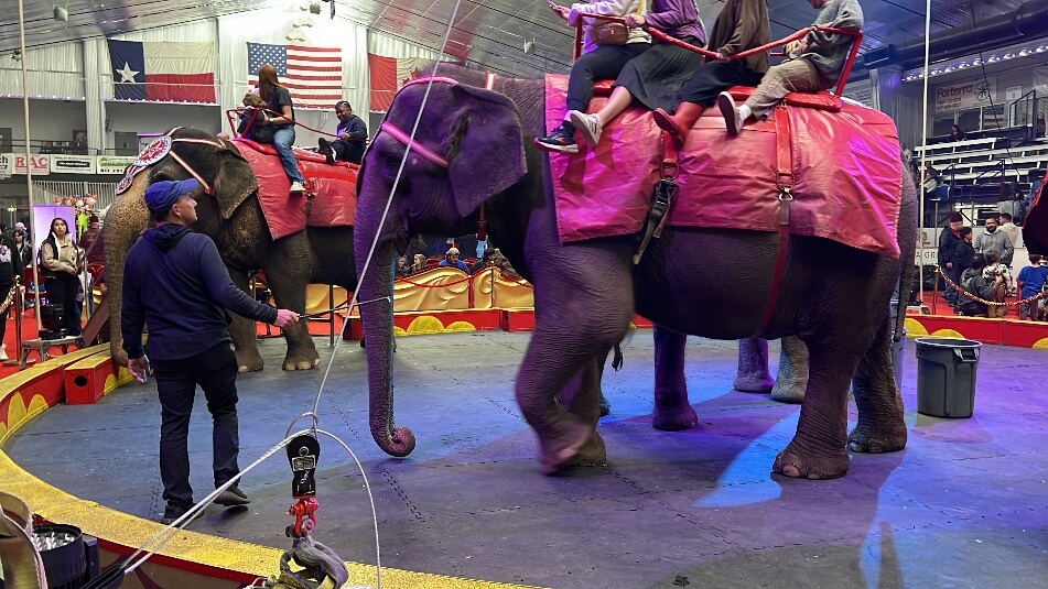 India Shrine Circus’s Upcoming Performance Violates City Code, PETA ...