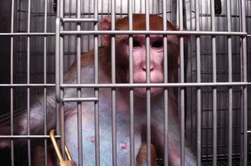 Victory! Good Foods Cuts Support for Cruel Animal Tests After PETA Push ...